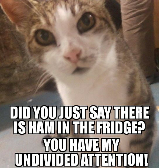 "Commander" is 15 yrs old and almost deaf but he is very communicative ...