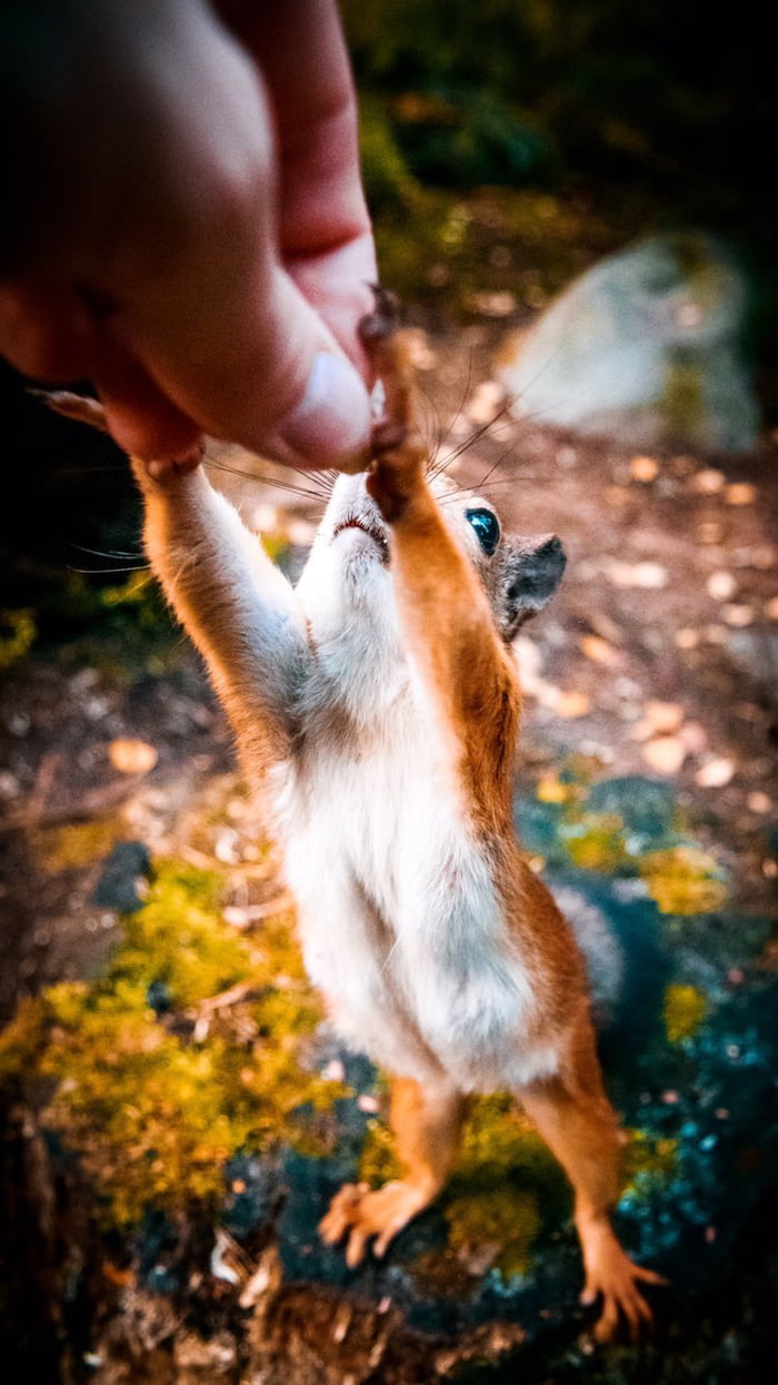 Just doing some squirrel whispering - 9GAG