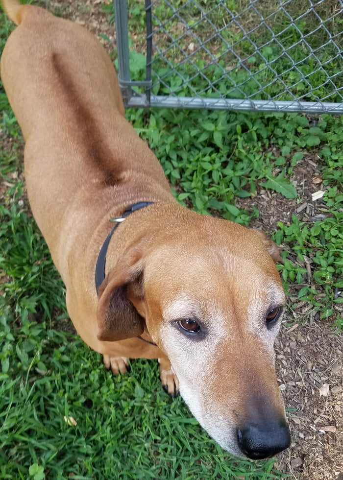 This is Boonie, he's a redbone coonhound rhodesian ridgeback mix! He ...