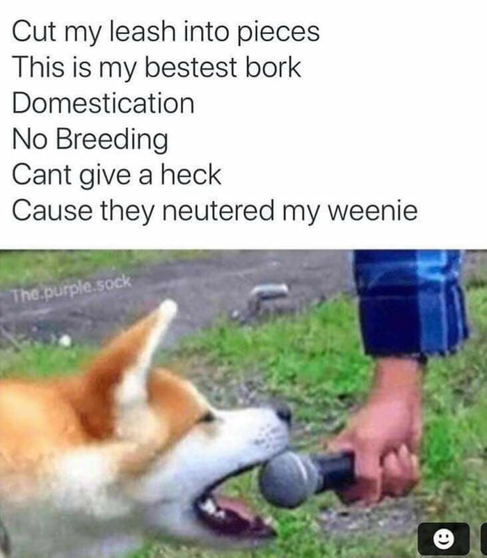 This is my bestest bork! - 9GAG