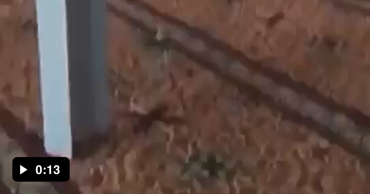 Infidel Cat 2 - 9GAG