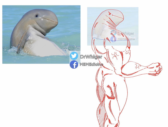 Buff Snubfin Dolphin - 9GAG
