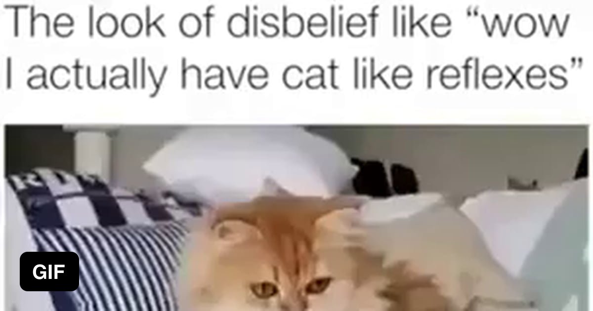 As a Cat, You GATO Have Awesome Reflexes - 9GAG