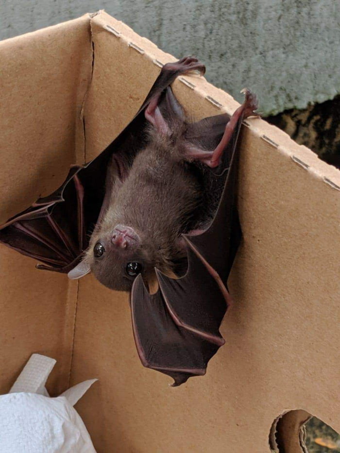 Itty Bitty Batty - 9GAG