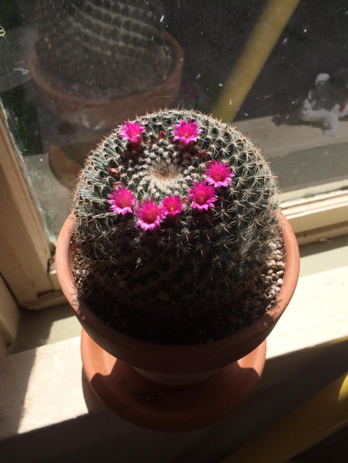 What a friendly cactus - 9GAG