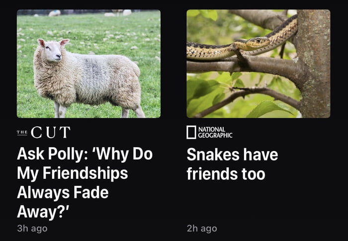 Snakes have friends too - 9GAG
