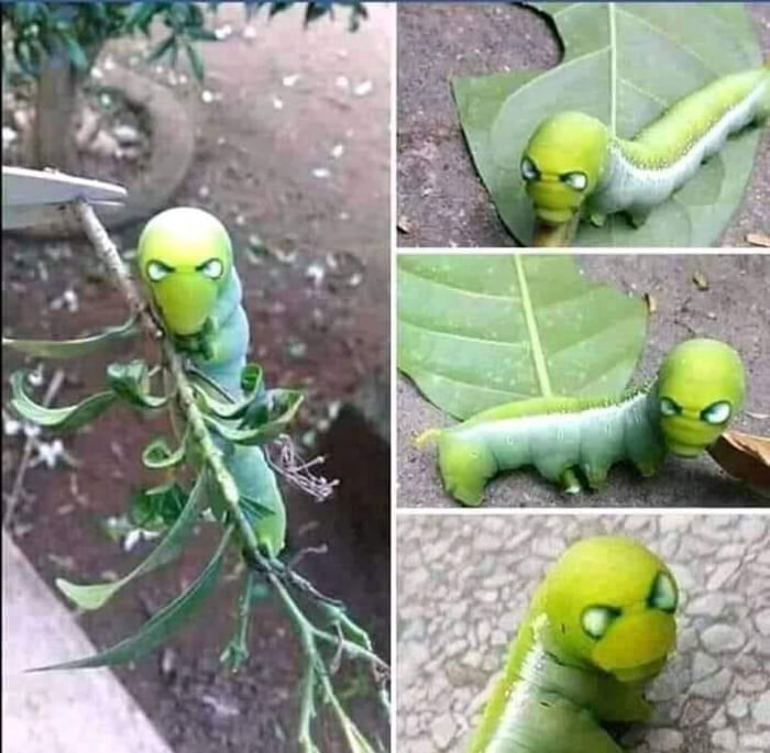 An angry worm - 9GAG