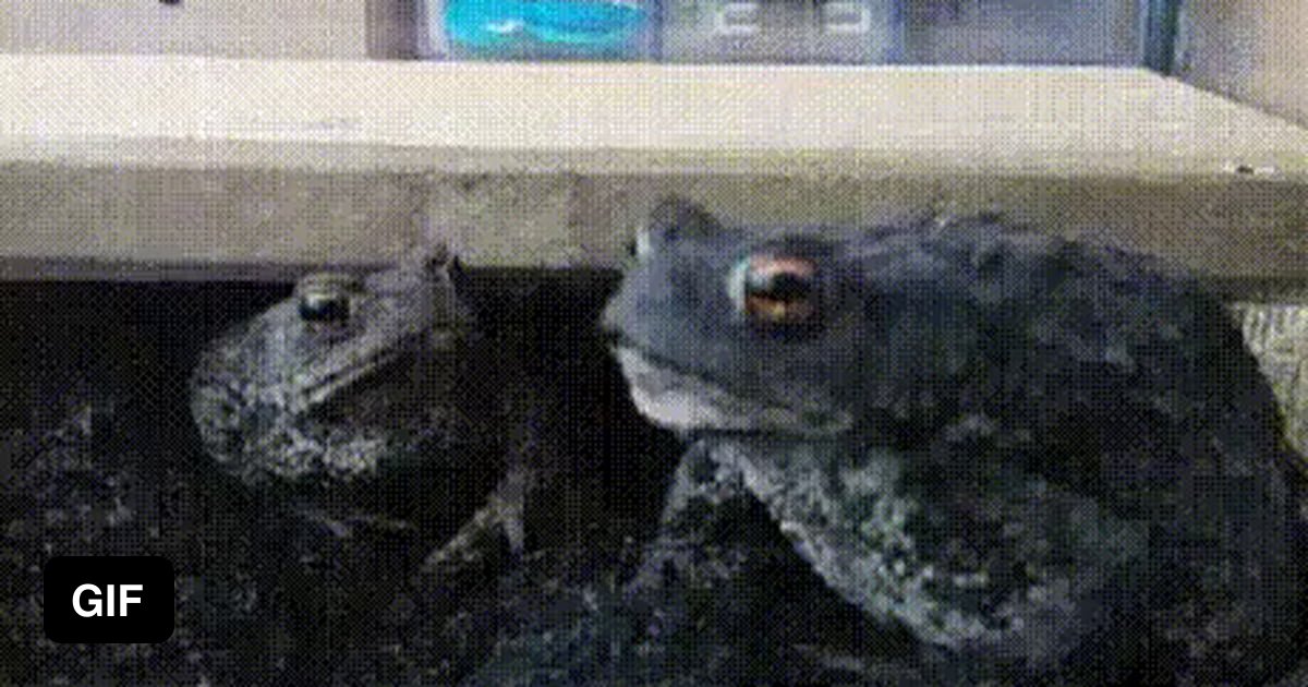 Toads are fun - 9GAG