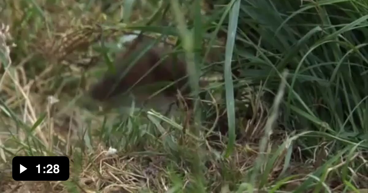 Two stoat kits playing with one another around the den. Playing is a ...