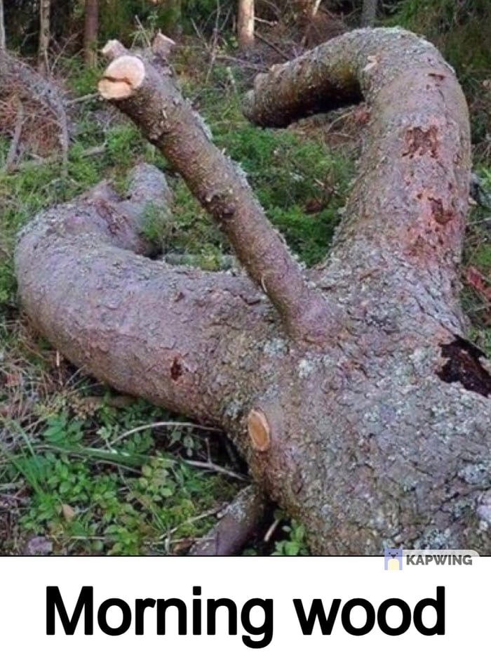 -What would you do if you found this pice of wood in the forest? Me: -I ...