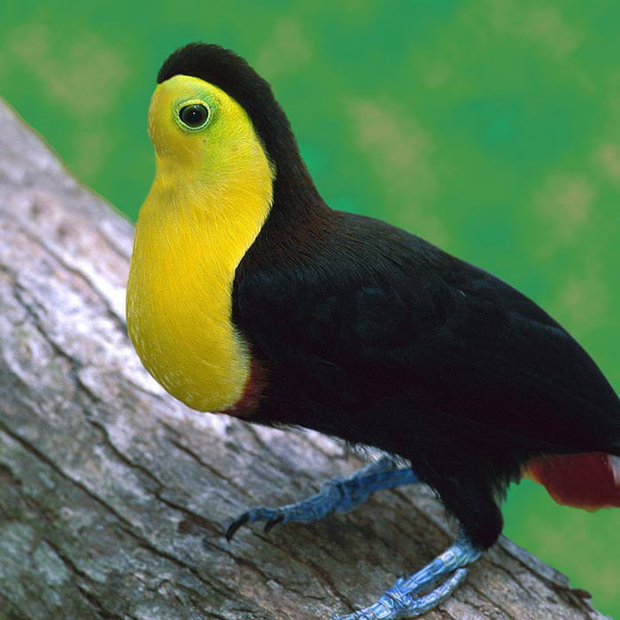 Here is a toucan without a beak. - 9GAG