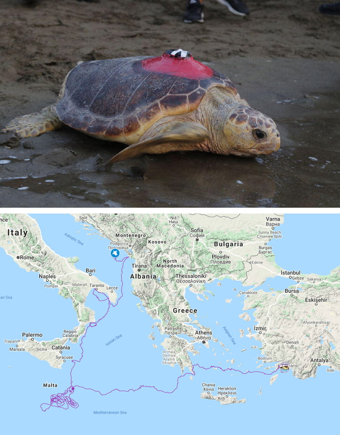 5,500-km route of loggerhead sea turtle tracked by Turkish scientists ...