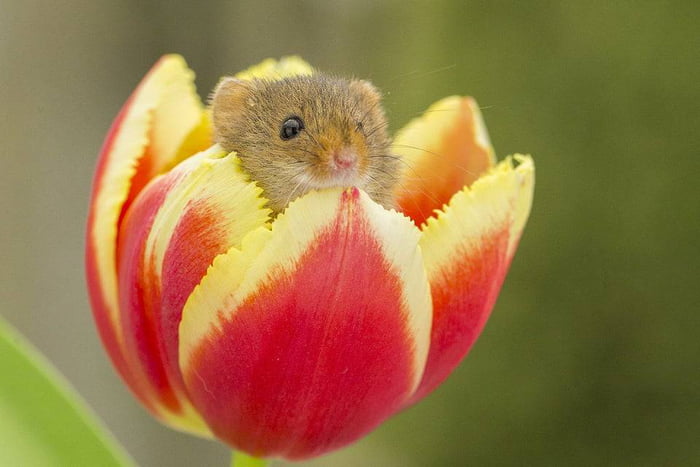 Harvest mice love pollen and eating stamens so much they end up ...