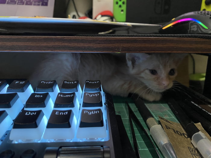 Alleged smol catto fit in keyboard drawer - 9GAG
