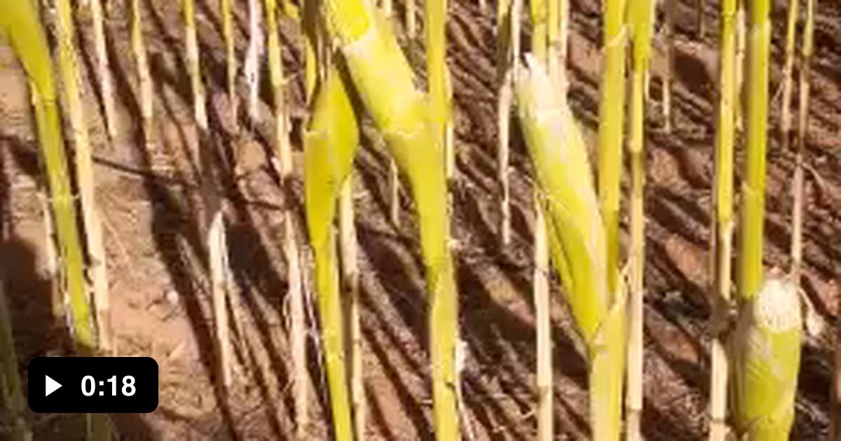 Corn fields after locust swarm passed through. South Africa. Swarm ...