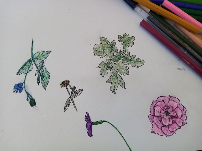 Flowers and leafs from nature - pen and pencils. It was fun. - 9GAG
