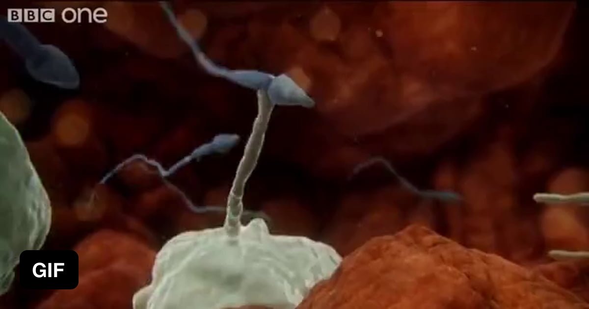 Sperm attacked by woman's immune system - 9GAG