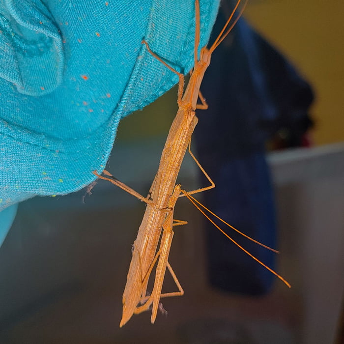 Stick bug and it's baby - 9GAG