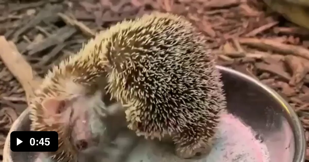 Madagascar hedgehog tenrec is taking a dust bath and scent-anointing ...