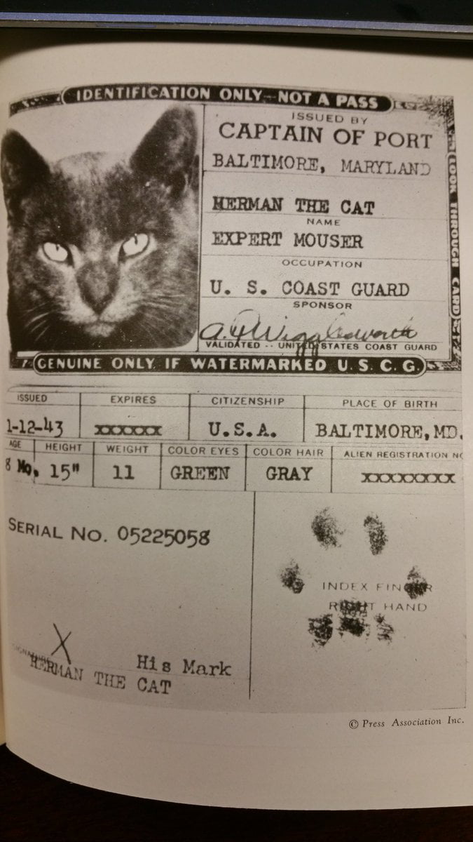 Herman the cat has an ID card from the US Coast Guard. He is a ship cat ...