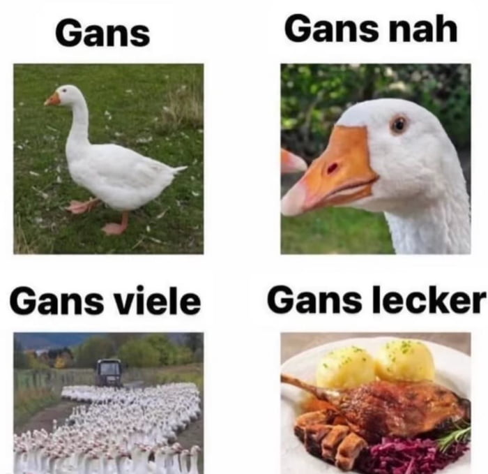 Gans übel - 9GAG