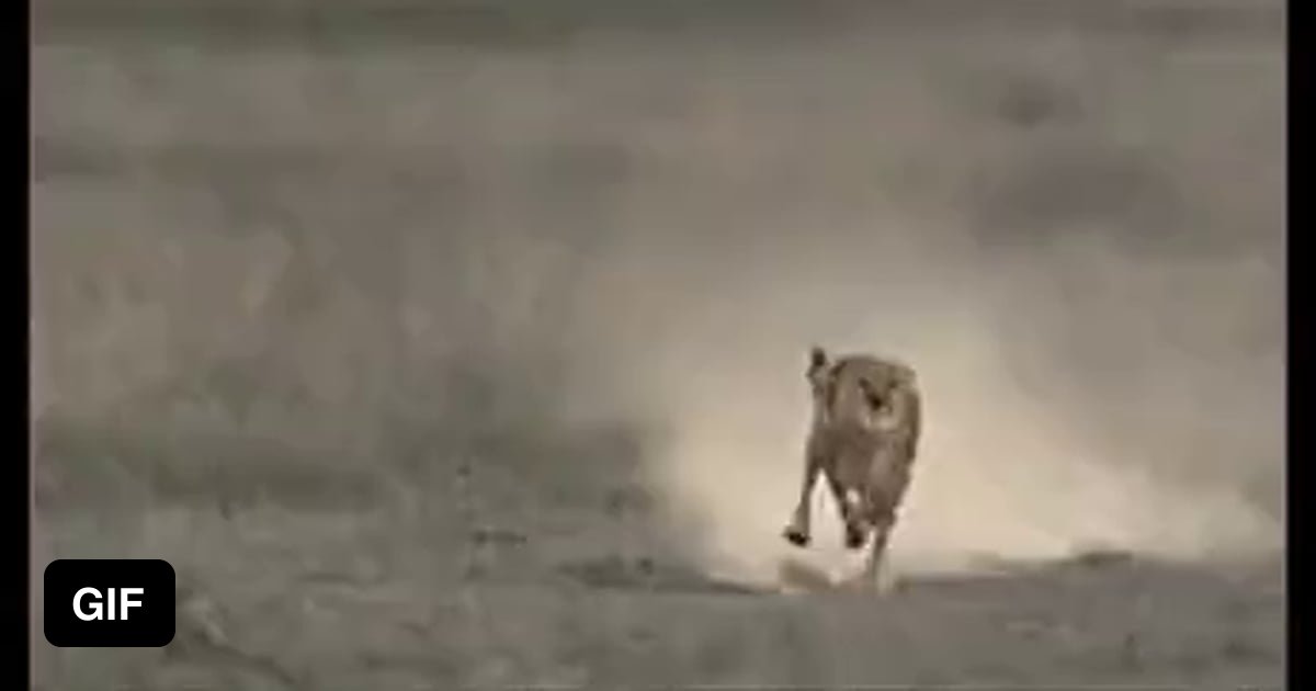 Video showing how a cheetah uses its incredibly long tail to make sharp ...