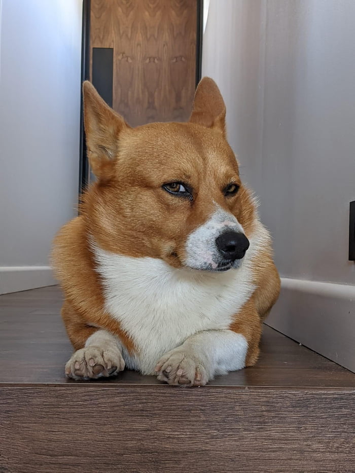 This judgmental Corgi - 9GAG