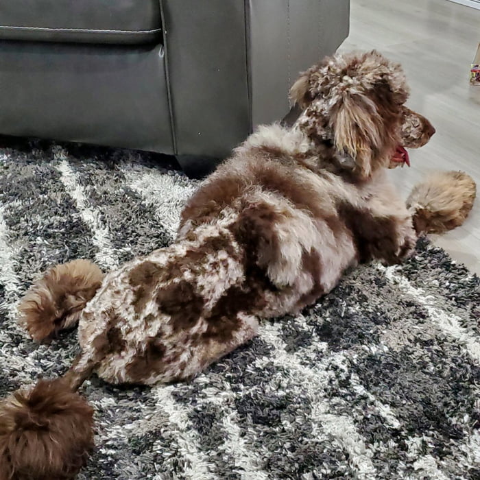 Ultra rare Red Merle Standard Poodle. No you can't have him. - 9GAG