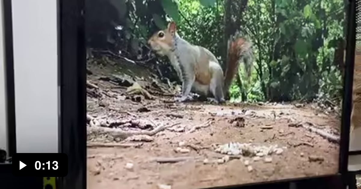 Shocked Doggo. - 9GAG