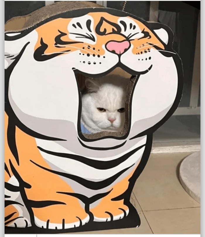 Inside every tiger there's a cat ... 🐯 - 9GAG