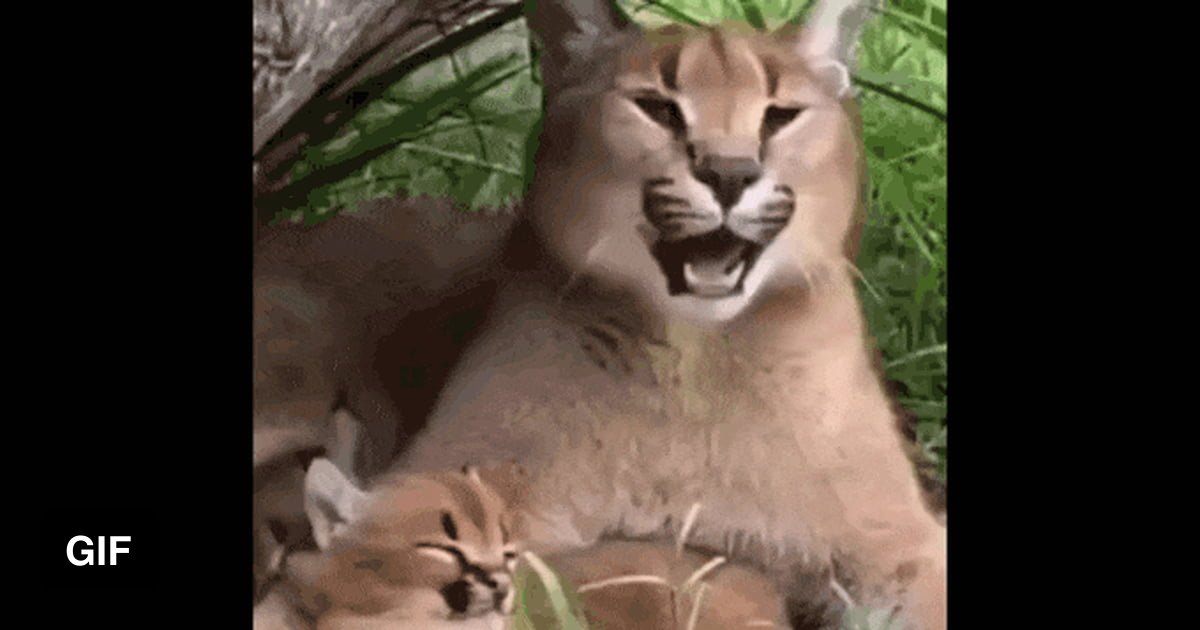 Big floppa and smol floppa - 9GAG