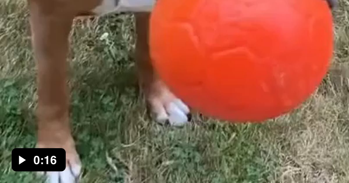 Derpy Boxer with a mouthful of ball - 9GAG