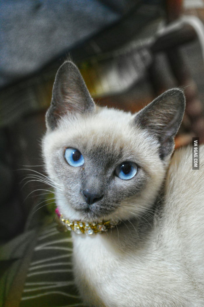 My 3 month old siamese that came to my life in one of my thoughest ...