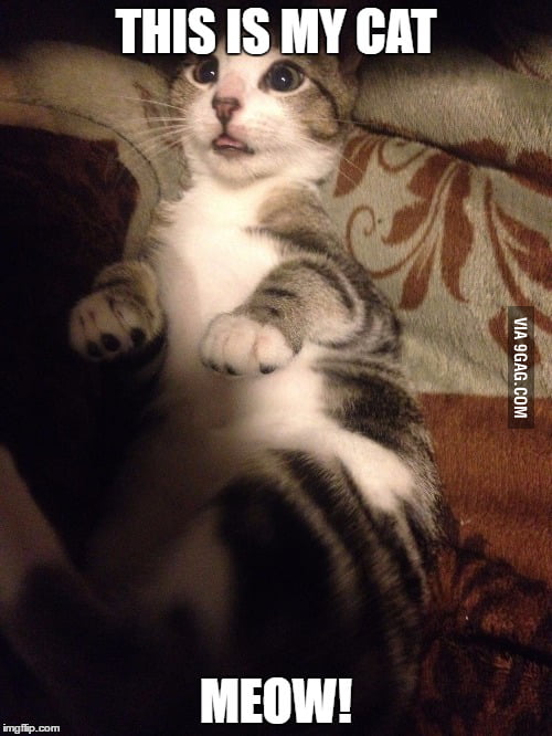 Your cat ever get as high as this? - 9GAG