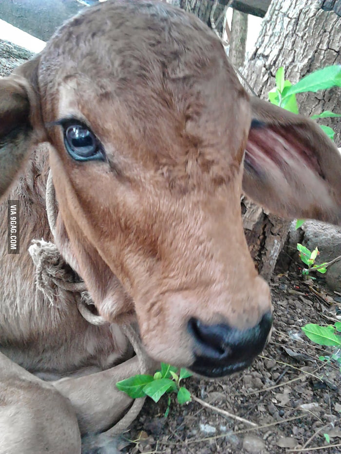 Hi there! Here is a little cow with blue eyes.. - 9GAG