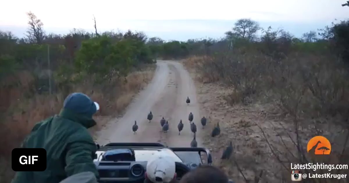 Chasing birds - 9GAG