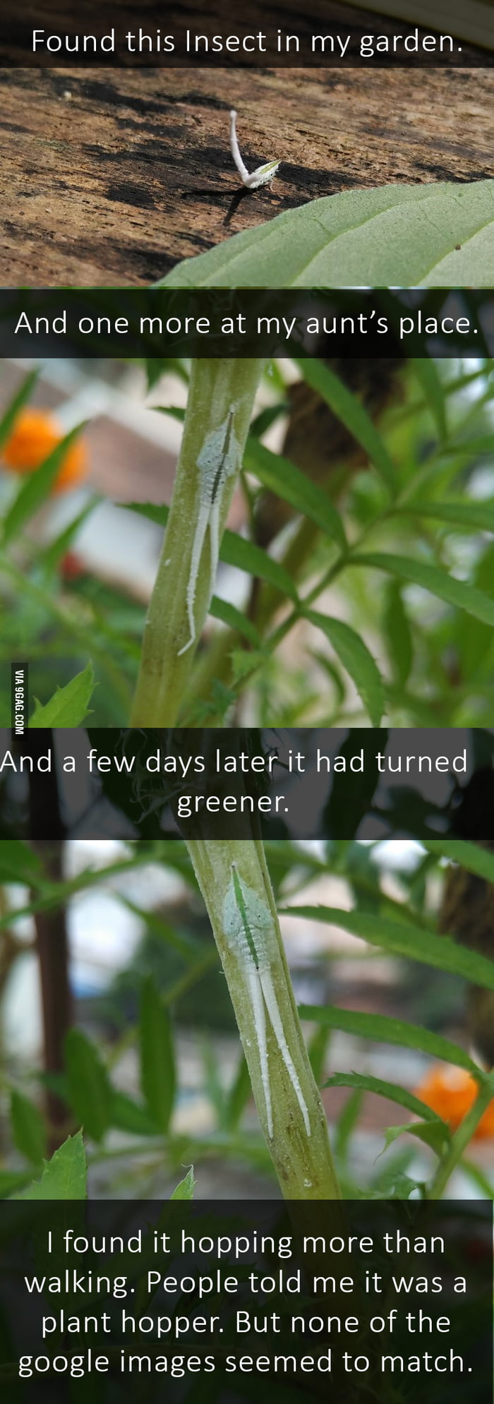 Science 9gaggers! Identify this insect - 9GAG
