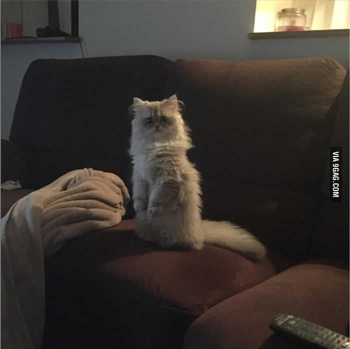Cat is like, "Square up, fool." - 9GAG
