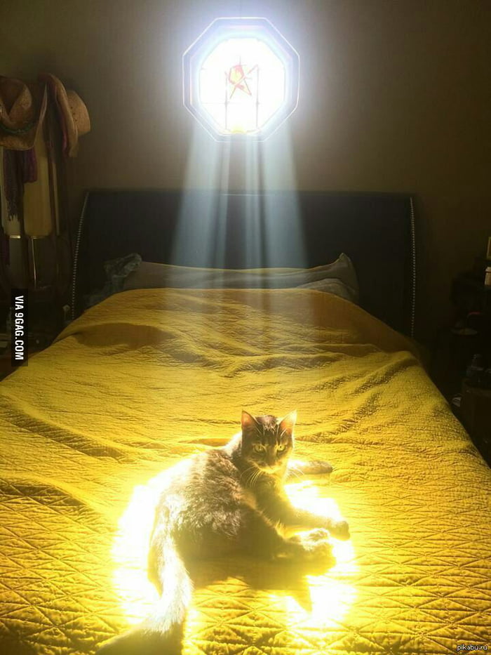This cat has just leveled up. - 9GAG