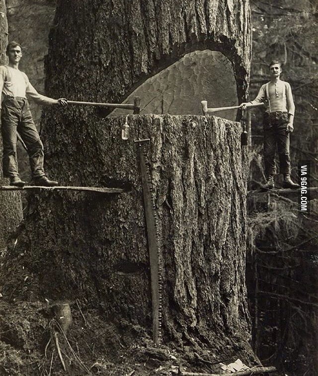 Two lumberjacks cutting a big tree in the early 1900s - 9GAG
