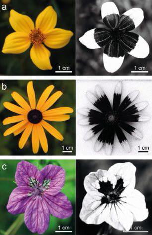 Many flowers exhibit “nectar guides”; markings that guide pollinators ...