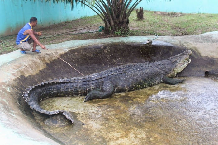 Lolong, the largest crocodile (Length - 6.17m, Weight - 1075 kg) to ...