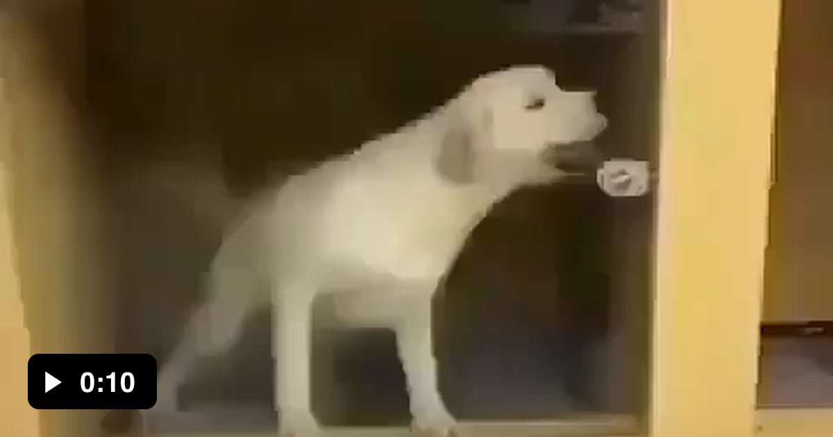 Hungry hungry doggo - 9GAG