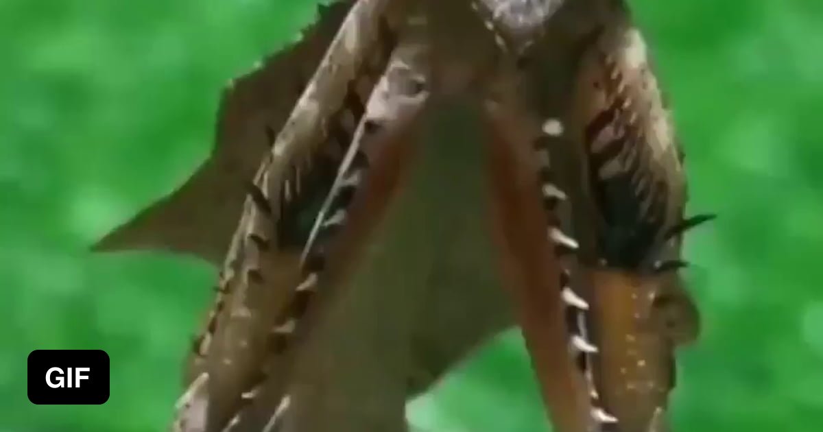 Threat display of the dead - leaf mantis - 9GAG