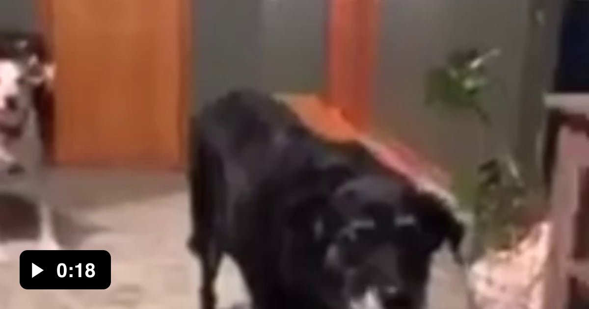 Young doggo leaves the toy for older doggo so that he can participate ...