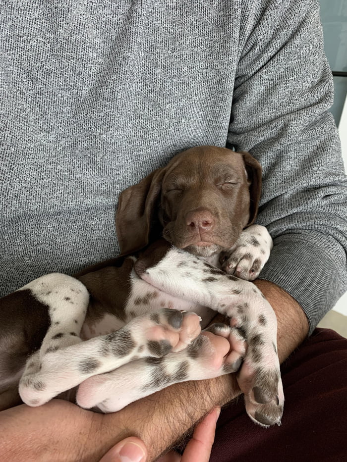 New pupper. If he ain’t chewin’, he’s nappin’. - 9GAG