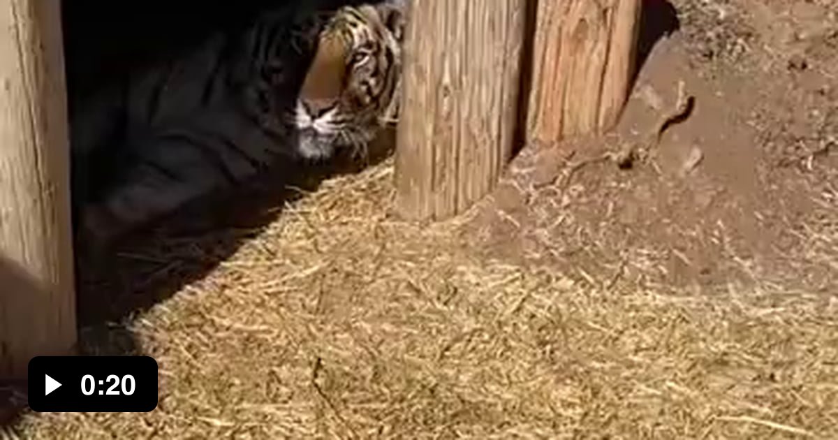 That's the manliest meow ever... - 9GAG