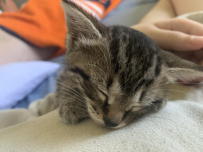 Is there really anything better than a small kitty taking a snooze on ...