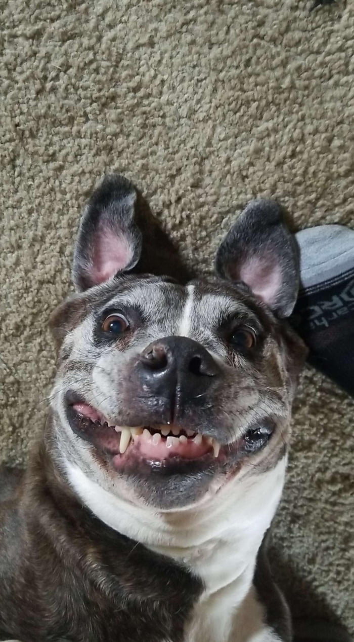 Full derp mode engaged! - 9GAG