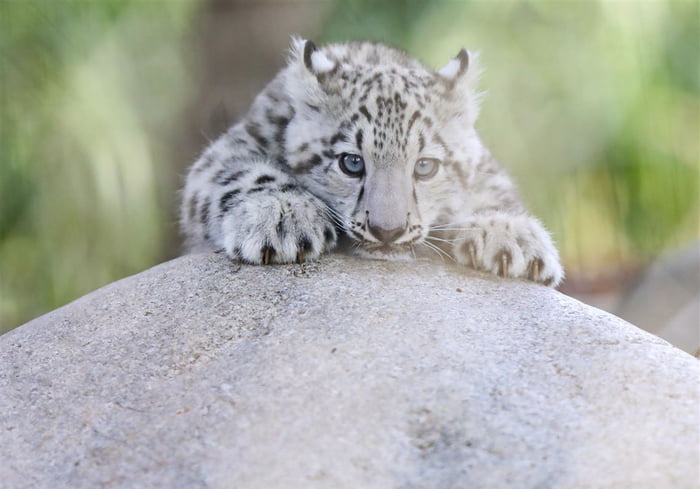 Snow Leopard cub. - 9GAG
